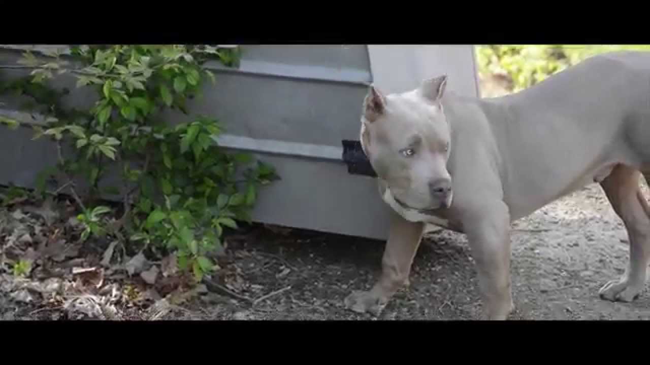 XXL EXTREME PITBULL HADES at 6 months - YouTube