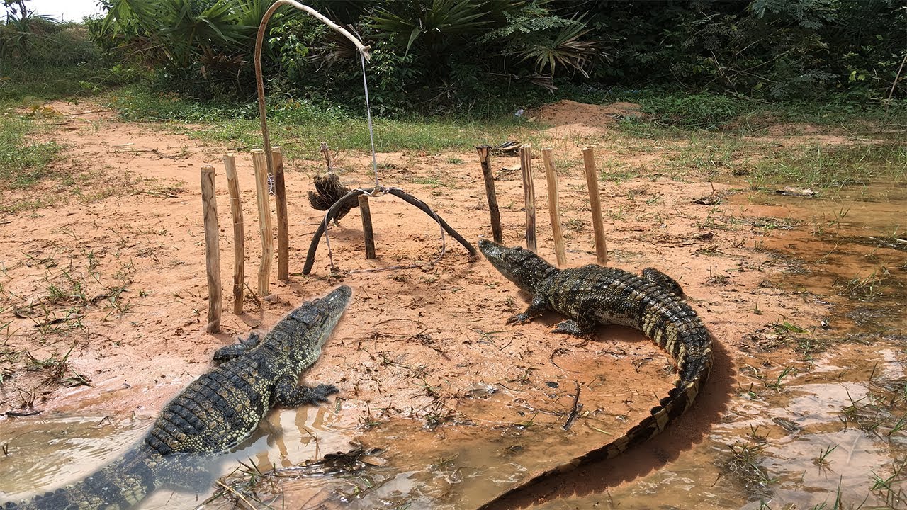 Creative Boy Make Best Crocodile Trap Using Cable_How To Make Best ...
