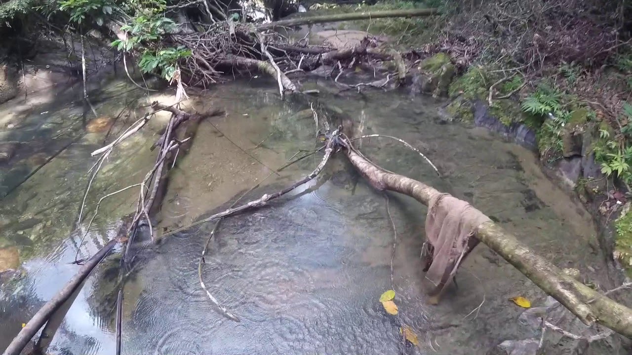 Aripo River - YouTube