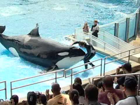 Believe Shamu Show - YouTube