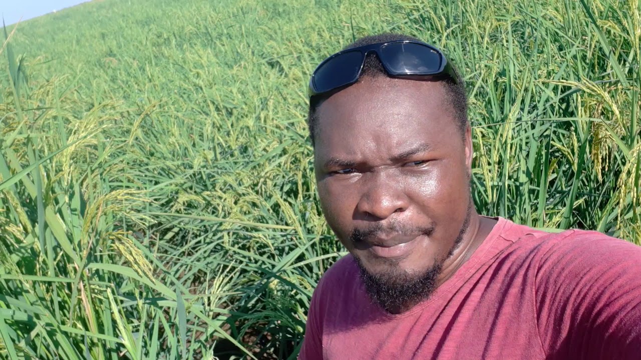 Kilimo cha mpunga ... maendeleo makubwa sana - YouTube