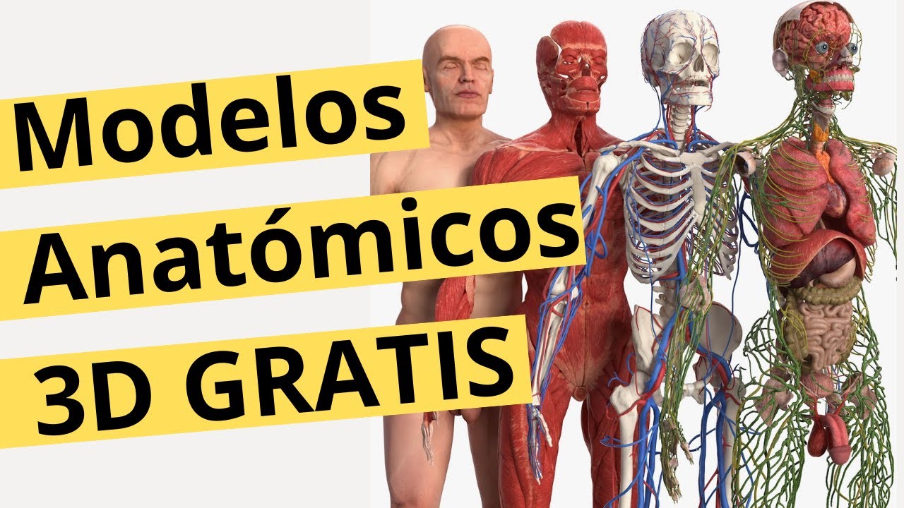Modelo 3d De Anatomía Ilustración Animada De Anatomía Humana 3D
