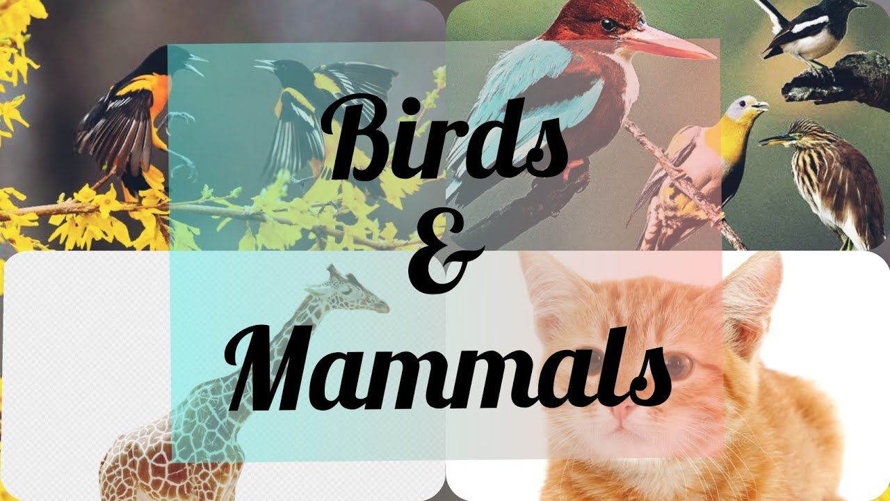 Grade 3-Science |Birds and Mammals| - YouTube