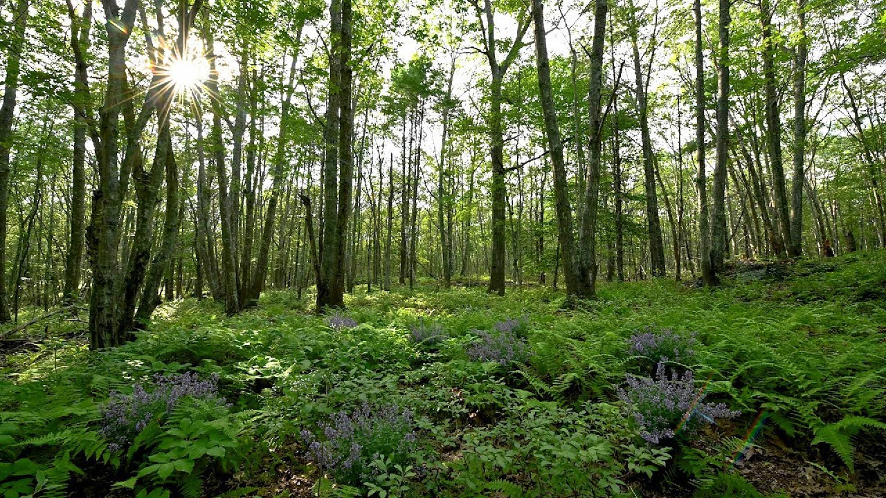 NEW - Ambient Experience Themes – Spring Forest - YouTube