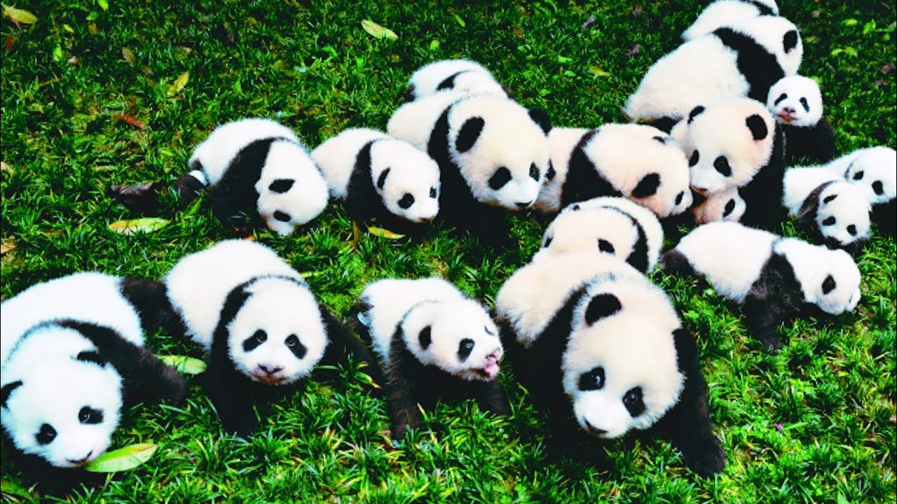 Feeding pandas/ Panda eats vegetables and bamboo - YouTube