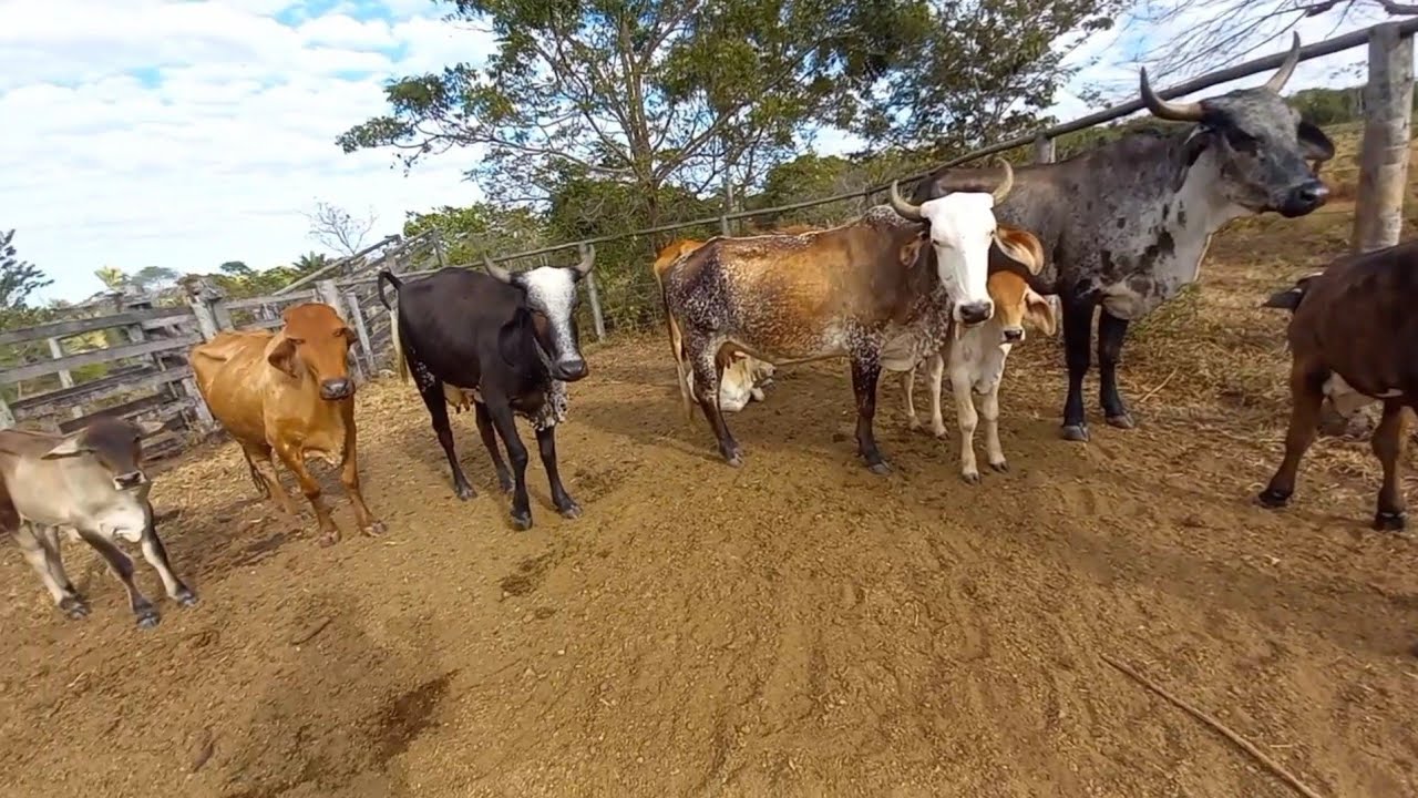 Se preparando para fazer o toque nas vacas aqui na propriedade. - YouTube