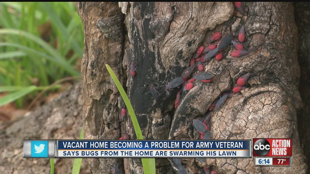 Bug infestation at vacant home migrating to Army vet next door, but ...