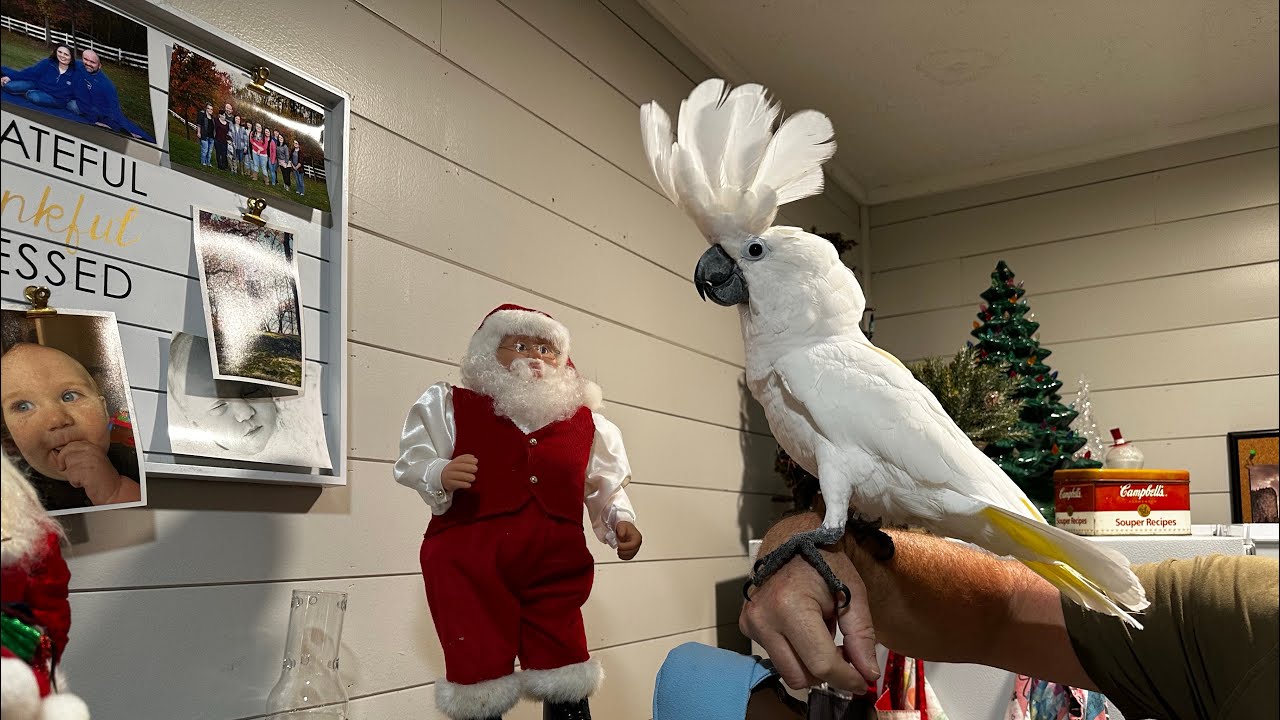 Buster the cockatoo | Santa I’m good | Songs, butter, food & selfie ...