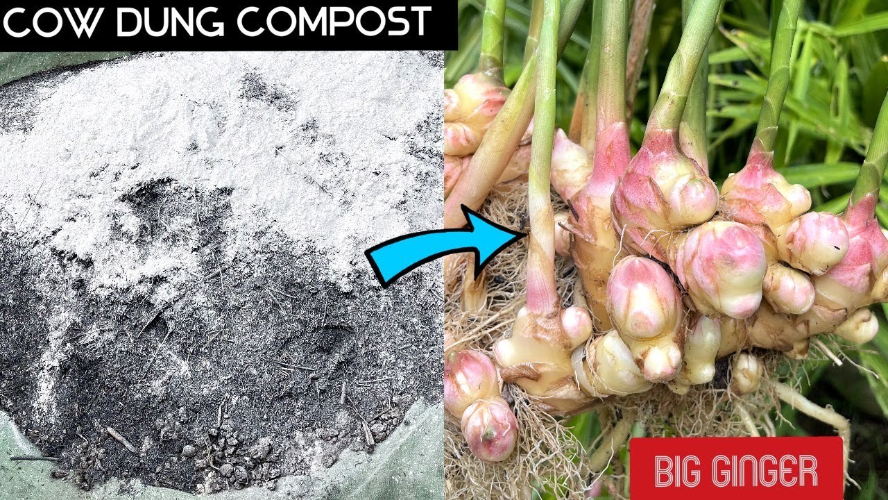 How to make compost for using on ginger || wie man Kompost für Ingwer ...