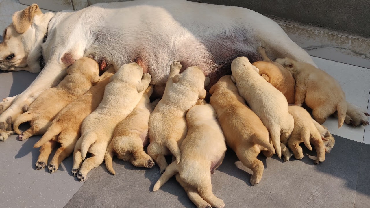 Mom Labrador Retriever Dog Given Birth to 13😳 Cute Puppies Life of Dog ...