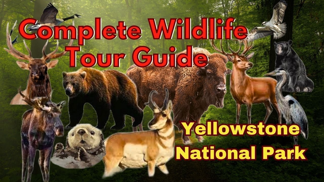 Complete Wildlife Guide in Yellowstone National Park | Lamar Valley ...
