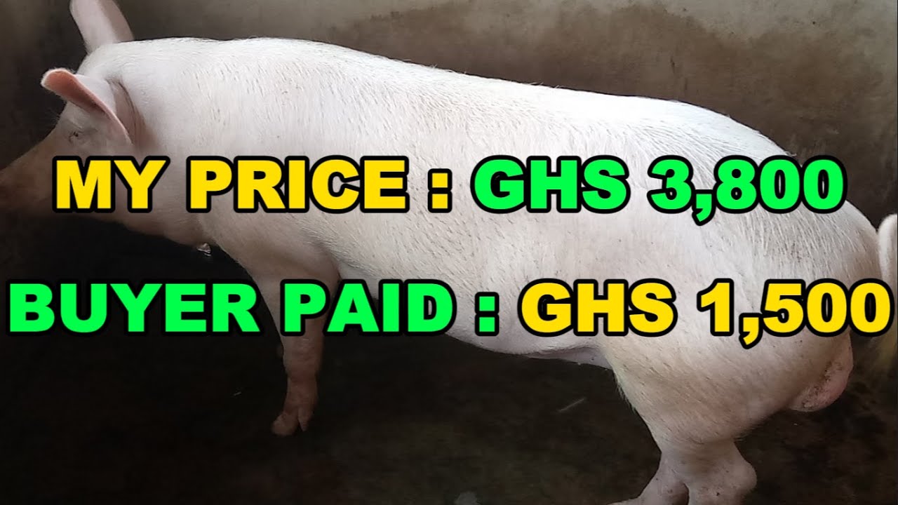 Sales Mistakes Pig Farmers Make When Negotiating Pig Prices - YouTube