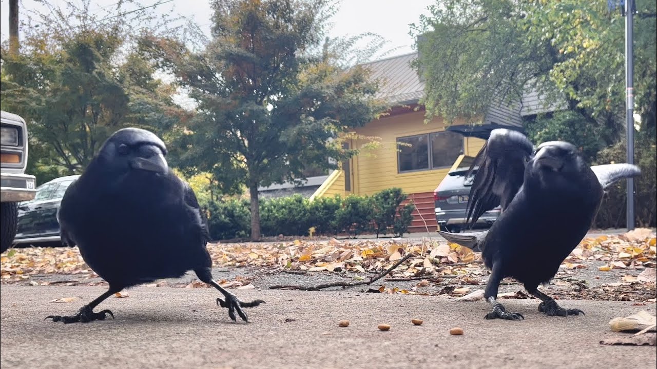 Crow Cam: Mr. and Mrs. Friendly - YouTube