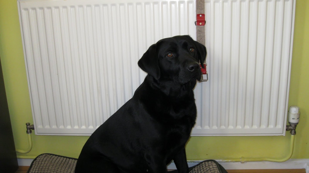 Extremely funny labrador puppy :) - YouTube