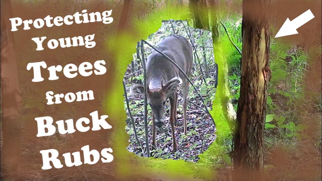 Protecting Young Trees from Buck Rubs - YouTube