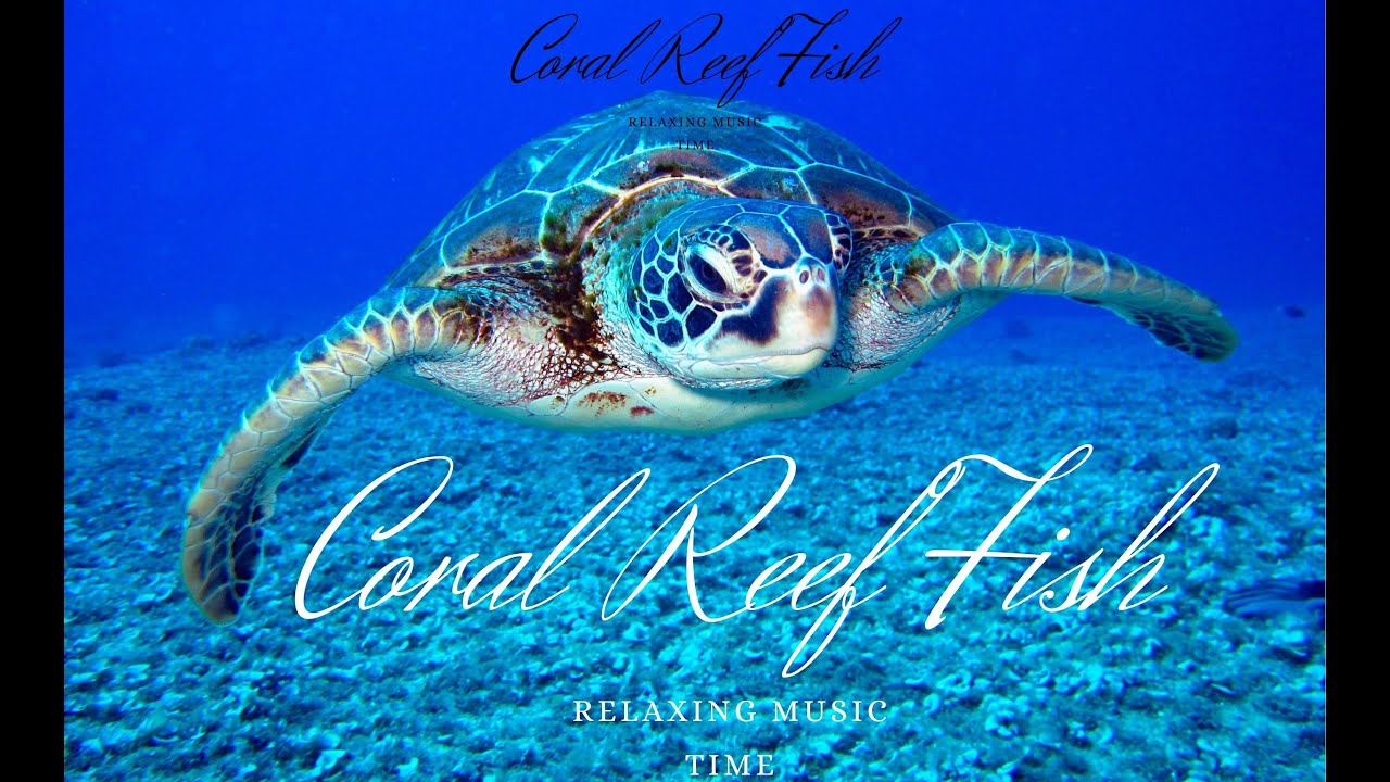 The Ocean 4K Scenic Wildlife Film With Calming Music Relaxing sound ...
