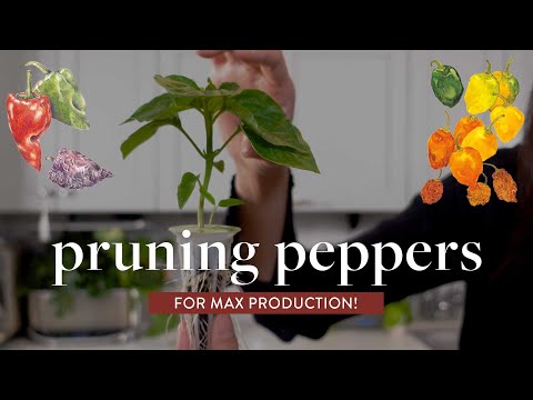 How to Prune Peppers for Maximum Yield (growing indoors in aerogarden!)