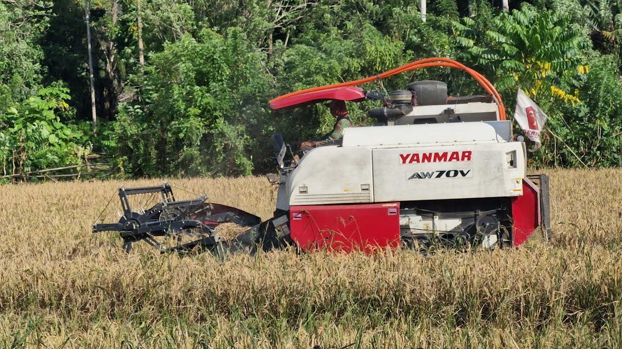 Panen Padi Desa Malonas || Manfaat Penggunaan Combine Harvester untuk ...