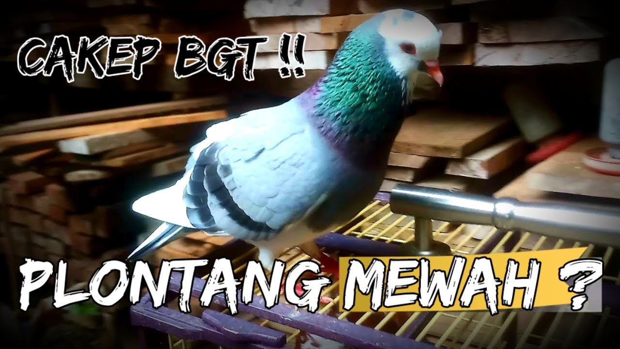 MEWAH ? MERPATI PLONTANG KU SELESAI MABUNG!! #LOSDORTV - YouTube