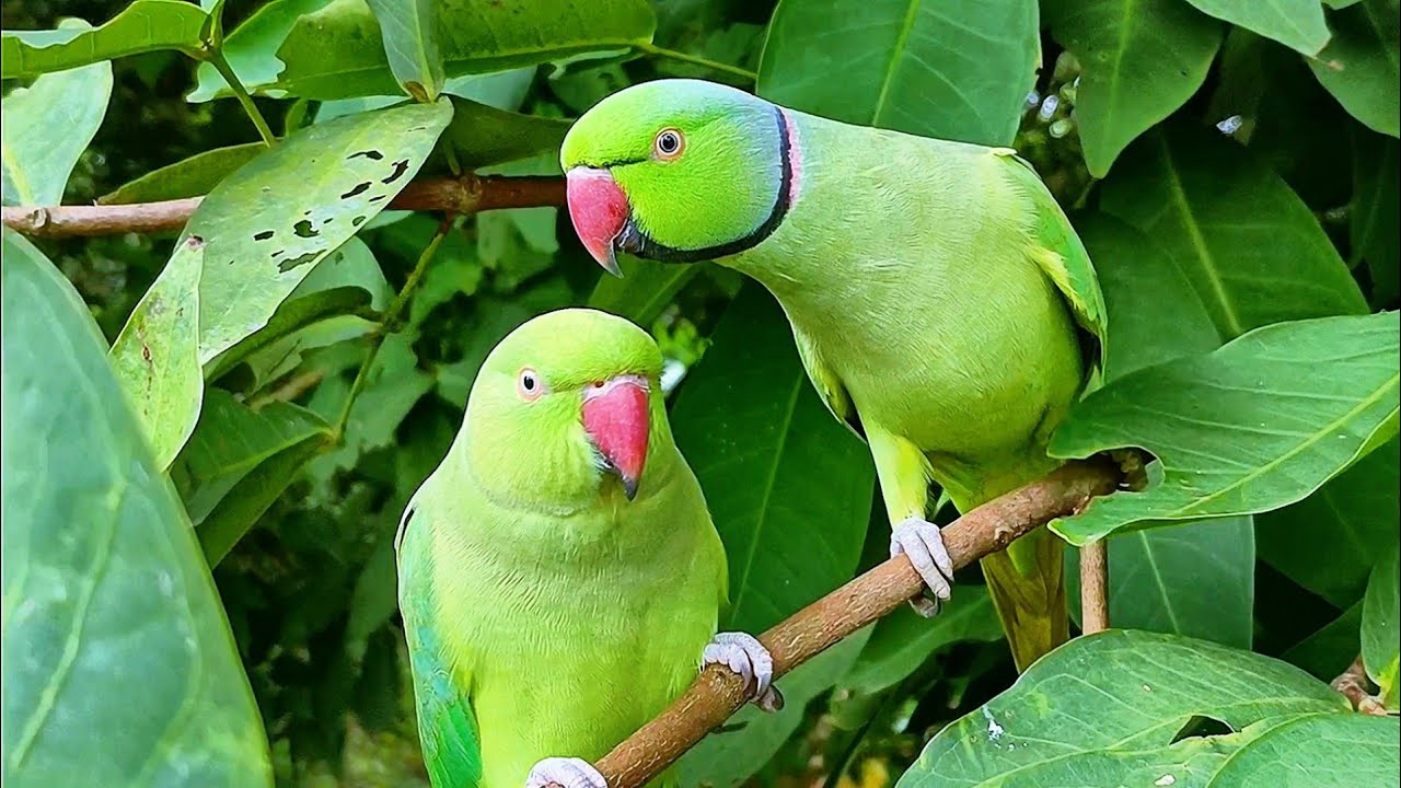 Sounds Of Ringneck Parrot - YouTube