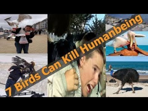 Dangerous Bird in World | Killer Bird | kkdinfo - YouTube