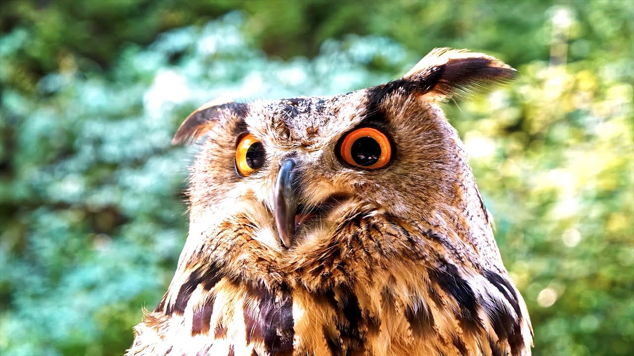 Acoustic Music Mix - Good Vibe (with cute videos about wild and ...