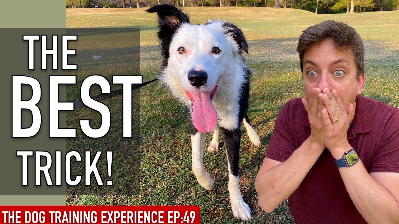 The COOLEST TRICK I’ve Taught My Dog So Far! - YouTube