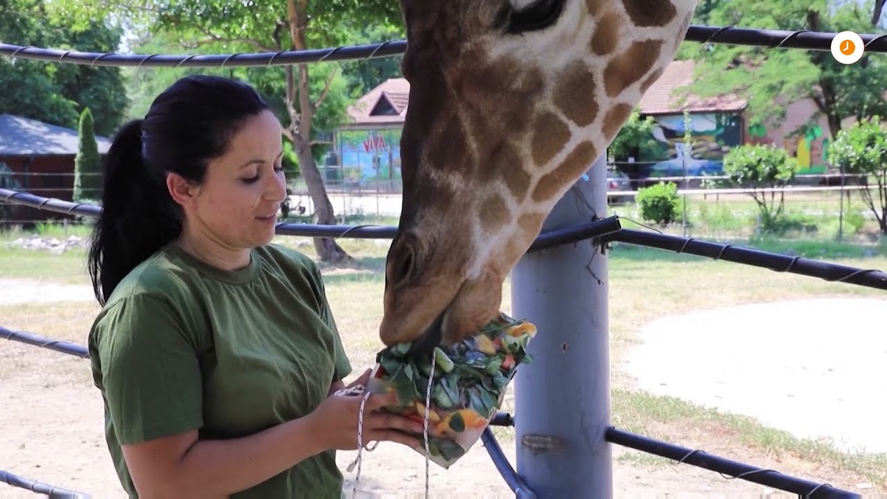Giraffes feast on ice blocks at zoo - YouTube