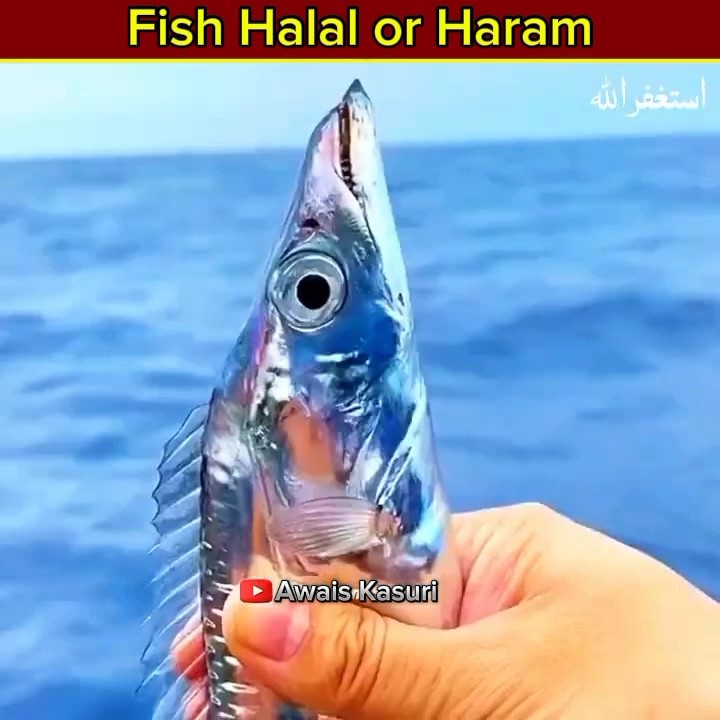 Fish is Halal or Haram #viral #facts - YouTube