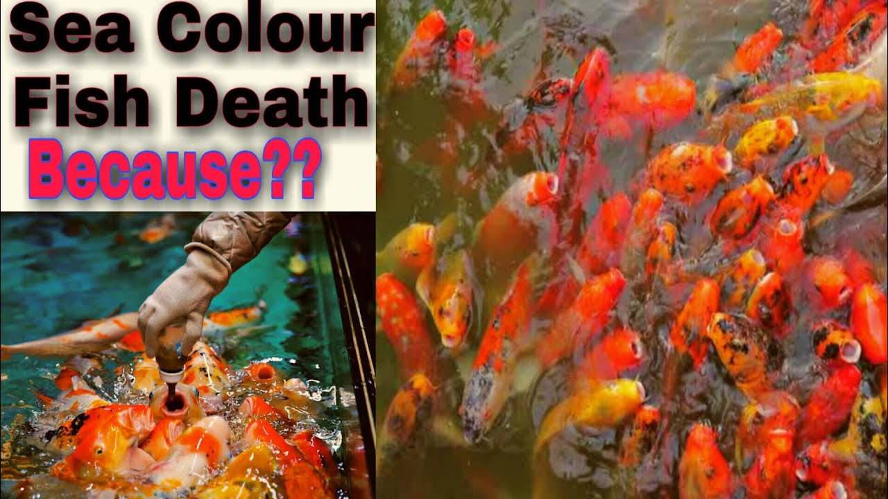 Colour fish death at sea ! beautiful colour fish death because ...