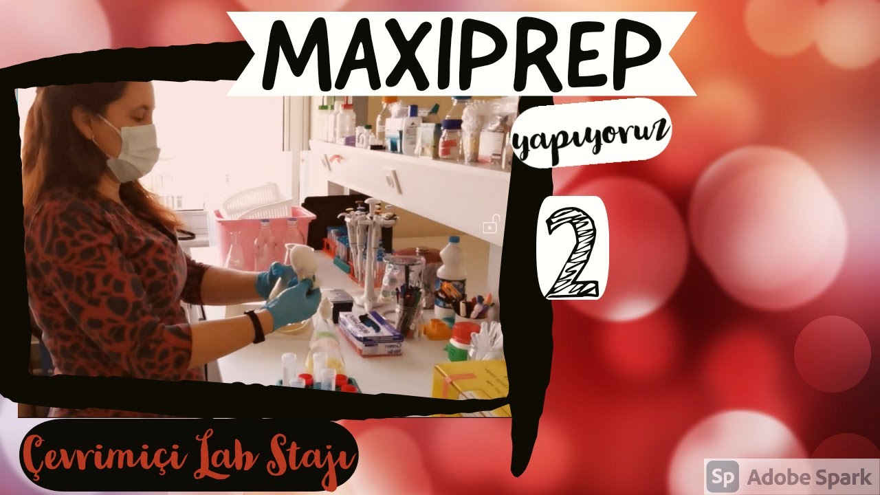 MAXIPREP part II | PLASMID ISOLATION | ZYMOPURE | ONLINE LAB TRAINING ...