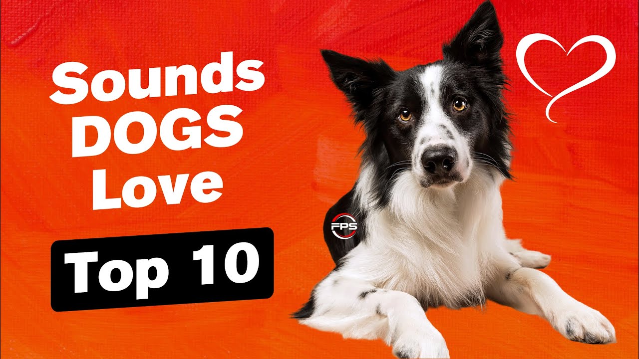 Sounds Dogs Love ️ TOP 10 Sounds That Dogs Like 🐶 - YouTube