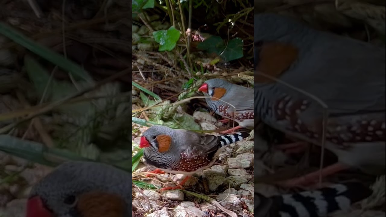 Outdoor Finch Aviary | Bird Sounds - YouTube