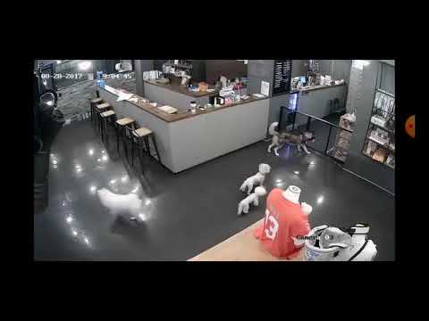 Husky vs yavru köpek kavga