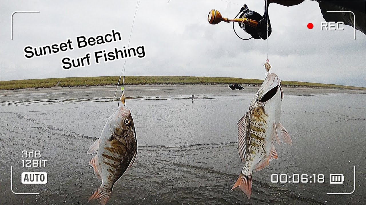 How to catch red tail surf perch using clams for bait- Oregon Coast ...