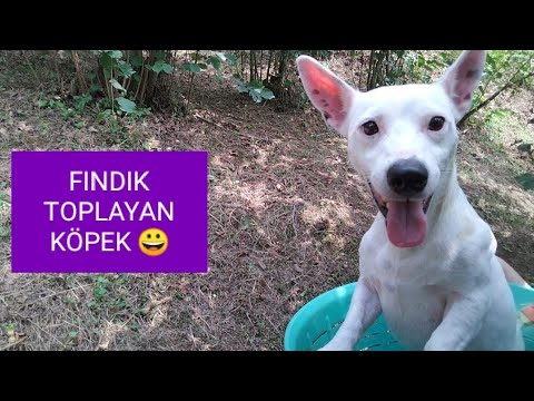 Fındık Toplayan Köpek Pars 😊 Jack Russell