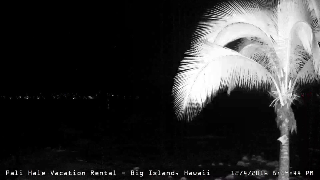 Pali Hale Live Stream from Puna Coast of Kea'au, Big Island Hawaii ...