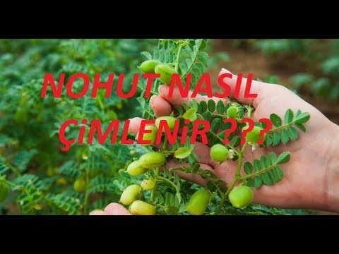 NOHUT  ( Cicer arietinum )NASIL ÇiMLENDiRiLiR ?