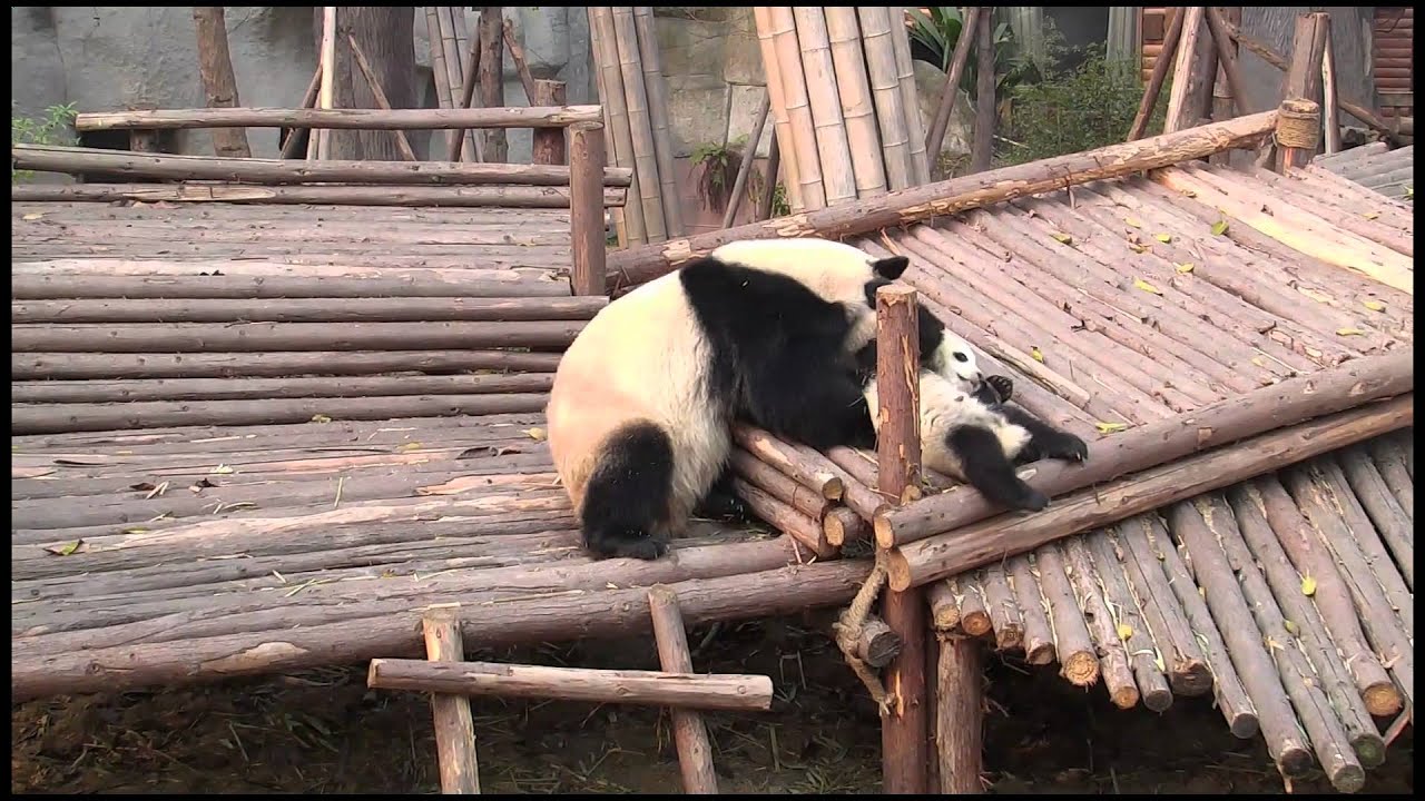 Panda cub escaping from mom - YouTube