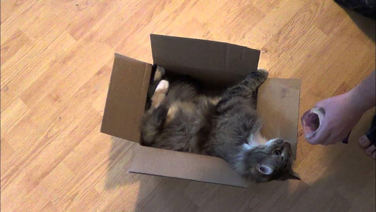 Must See!!! Funny Cat in box "First Time smelling Catnip" - YouTube