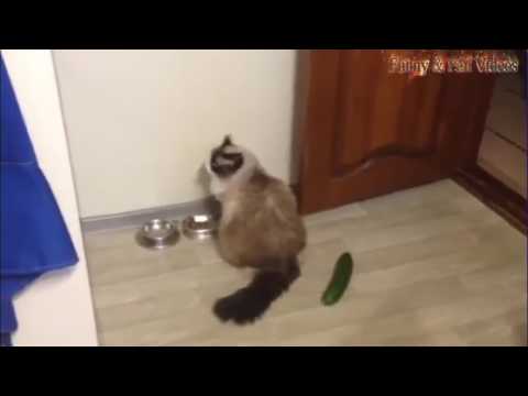 kediler vs salatalik   salatalik korkmus kedi komik kediler