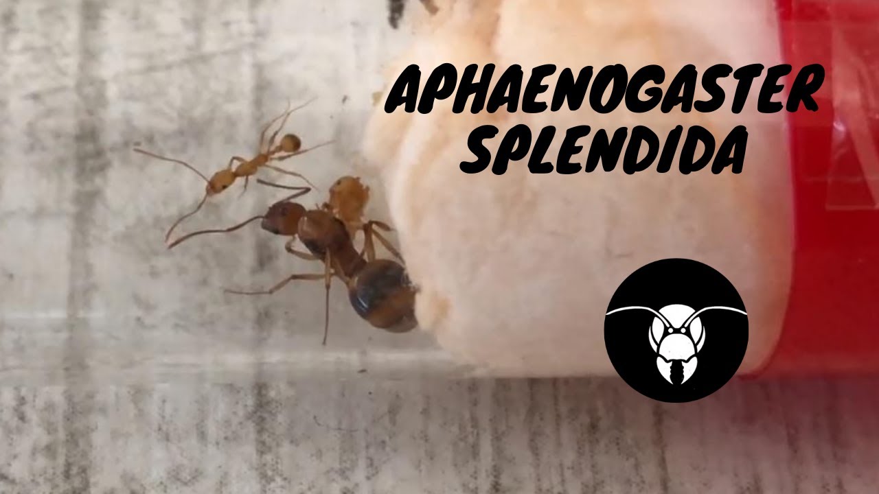 Aphaenogaster Splendida Günlük 1 / Harika Renkler - YouTube