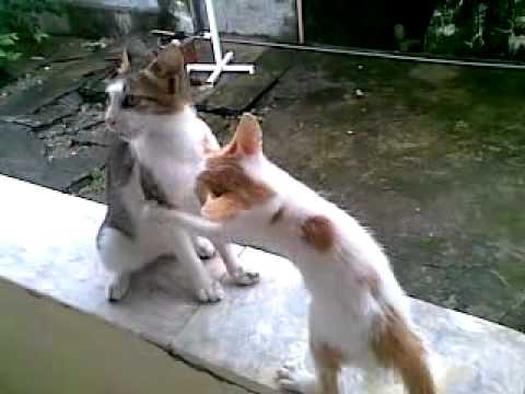 Seon Deok Vs. Mishil.mp4