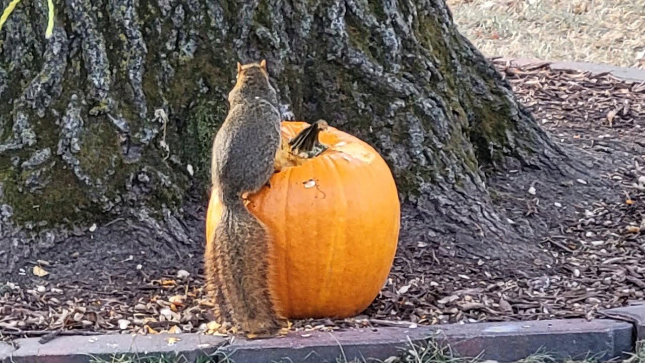 playful squirrels!!! crazy but cute little critters!!! - YouTube