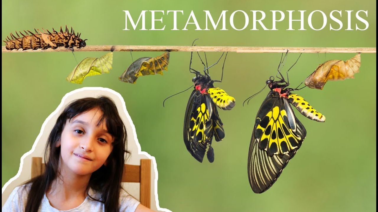 School project-Grade 3- 🐛🦋 metamorphosis : Butterfly life cycle.... and ...