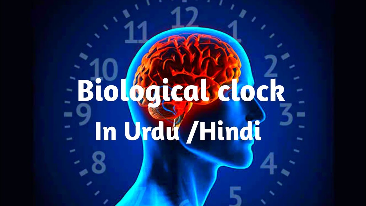 Biological Clock's |Circadian Clock |In Urdu /Hindi - YouTube