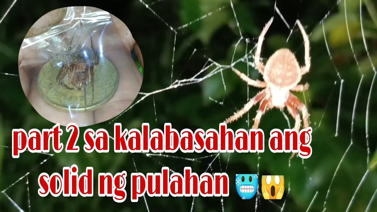 Part 2 sa kalabasahan ang solid ng pulahan 🥶😱 - YouTube