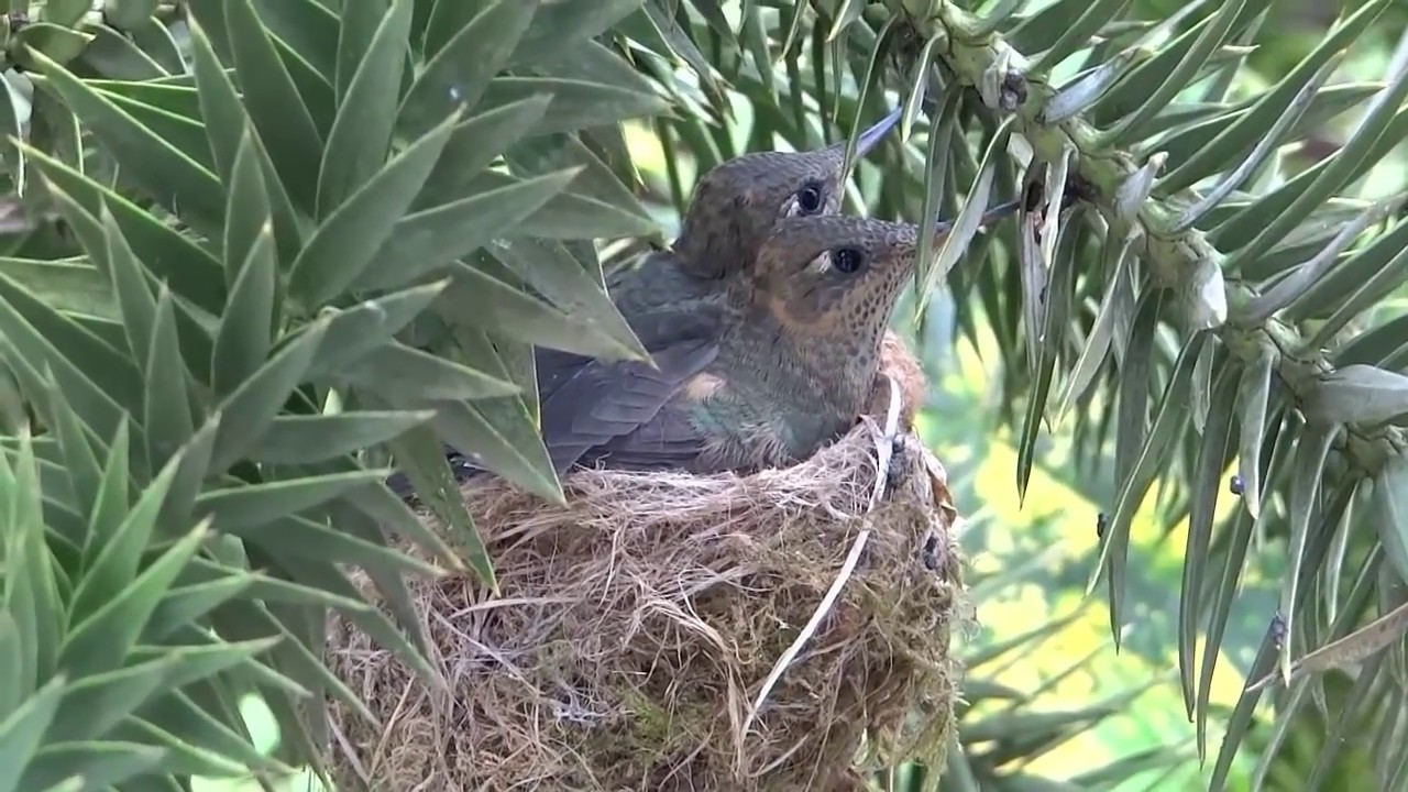 Historia de un nido de picaflor - YouTube