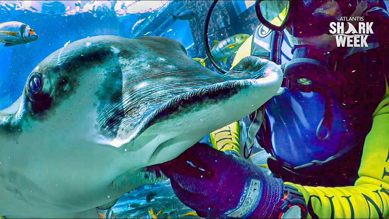 SHARK AND RAY FEEDING IN ATLANTIS AQUARIUM | Sharkweek 2020 - YouTube