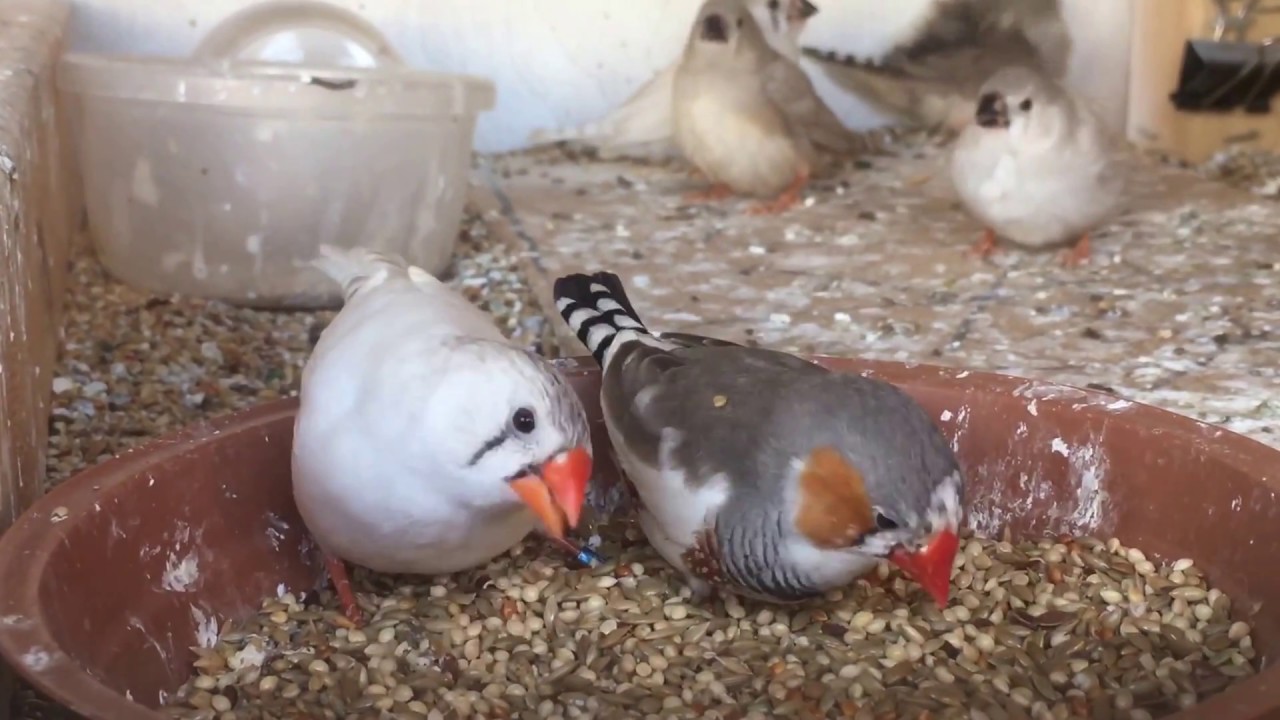 A Closer Look / White Baby Zebra Finches - YouTube